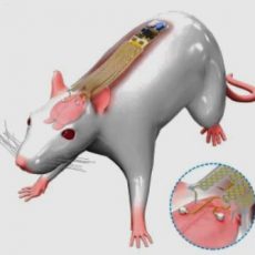 NeuroLux – Discovery Tools For Neuroscience